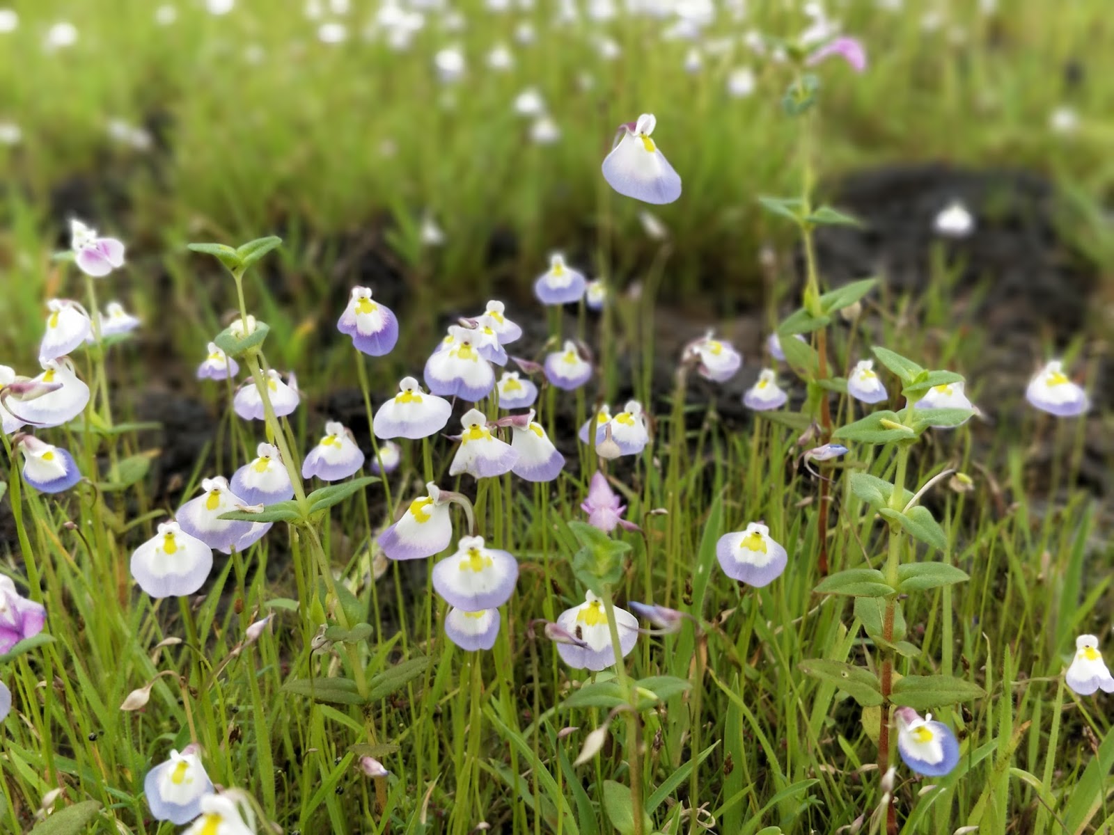 Best places for fun and adventure in Goa