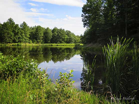 The View from Squirrel Ridge: Tomahawk Pond
