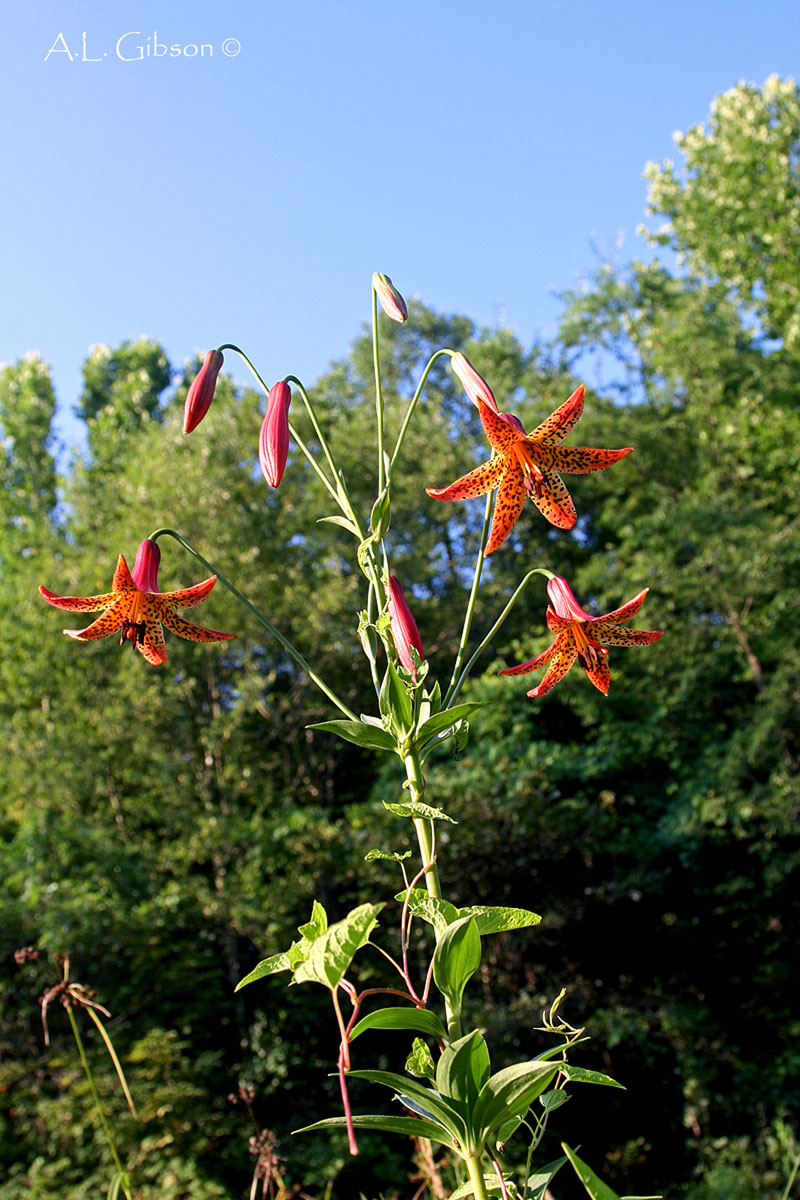 The Buckeye Botanist: Ohio's Native Lilies