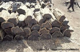 Bongodaily: African Blackwood (Mpingo)