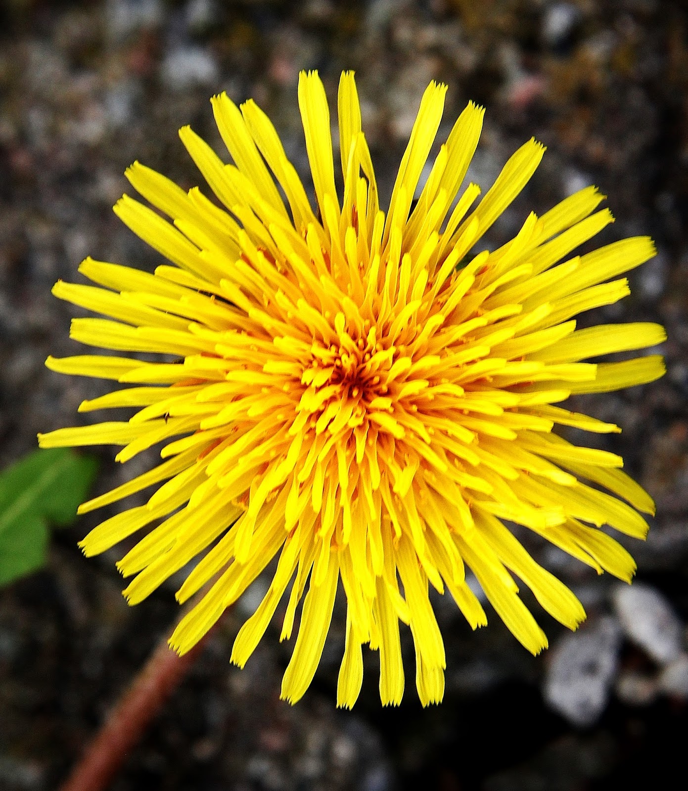 Hjemveien: EN BLOMST fordi DU er nettopp DEG!