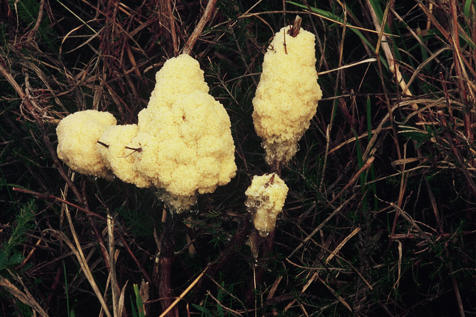 FUNGOS DE GALLAECIA Y NORTE DE LUSITANIA: FULIGOS HALLADOS EN GALICIA Y ...