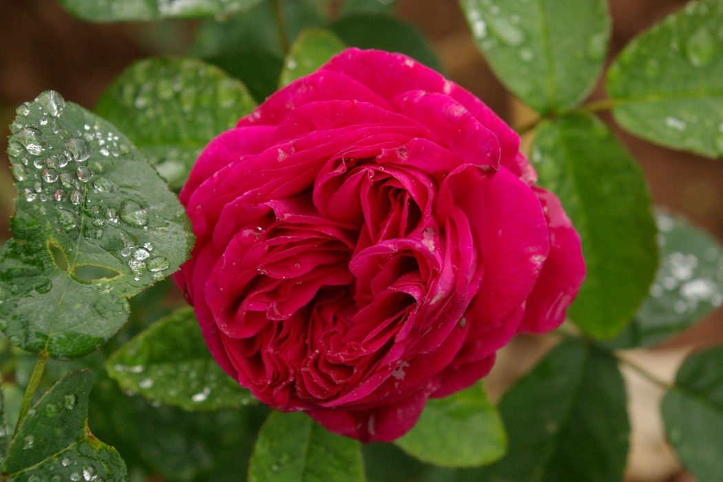 Rudolfs Park Historischer Rosen: Es remontiert - Portlands