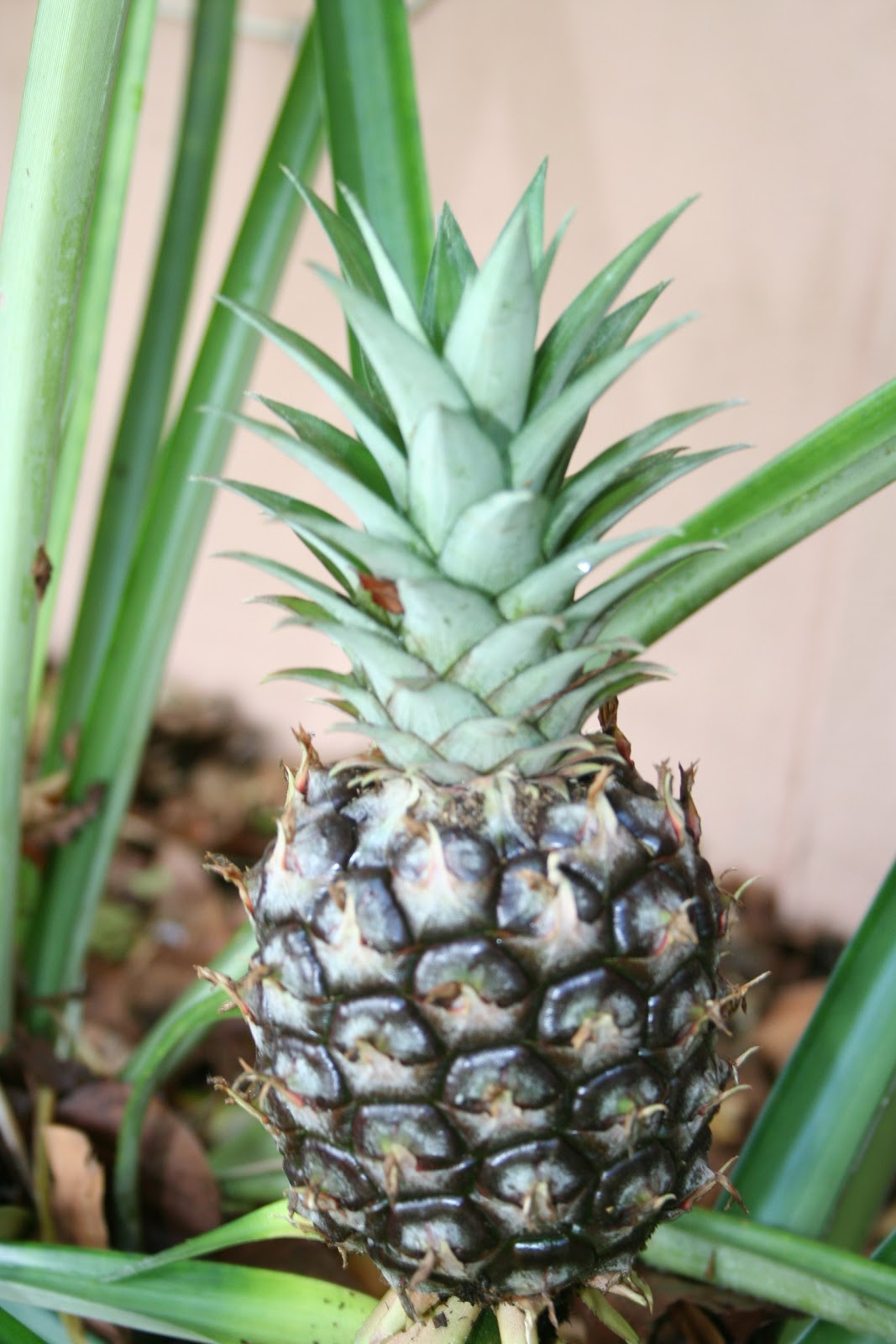 The Aldi Spot - Helping You Save: Florida Aldi Produce Prices: 3 Lb ...