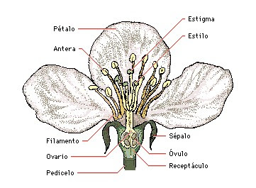 Las flores: Las partes de las flores