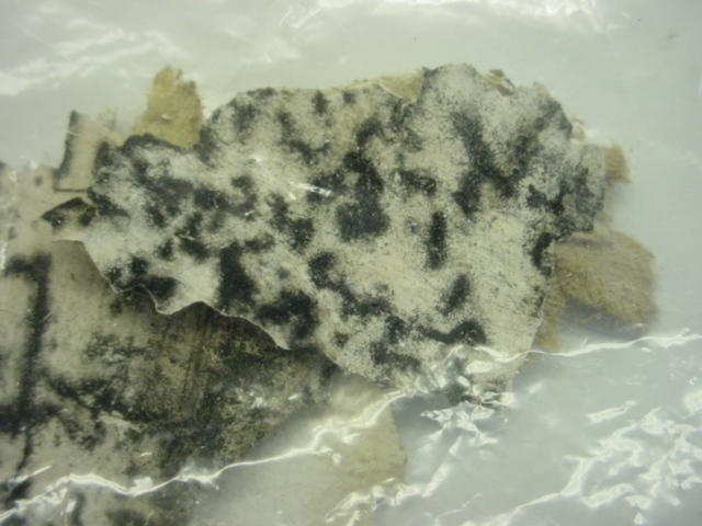 Sustainable Mycology: Stachybotrys spp.