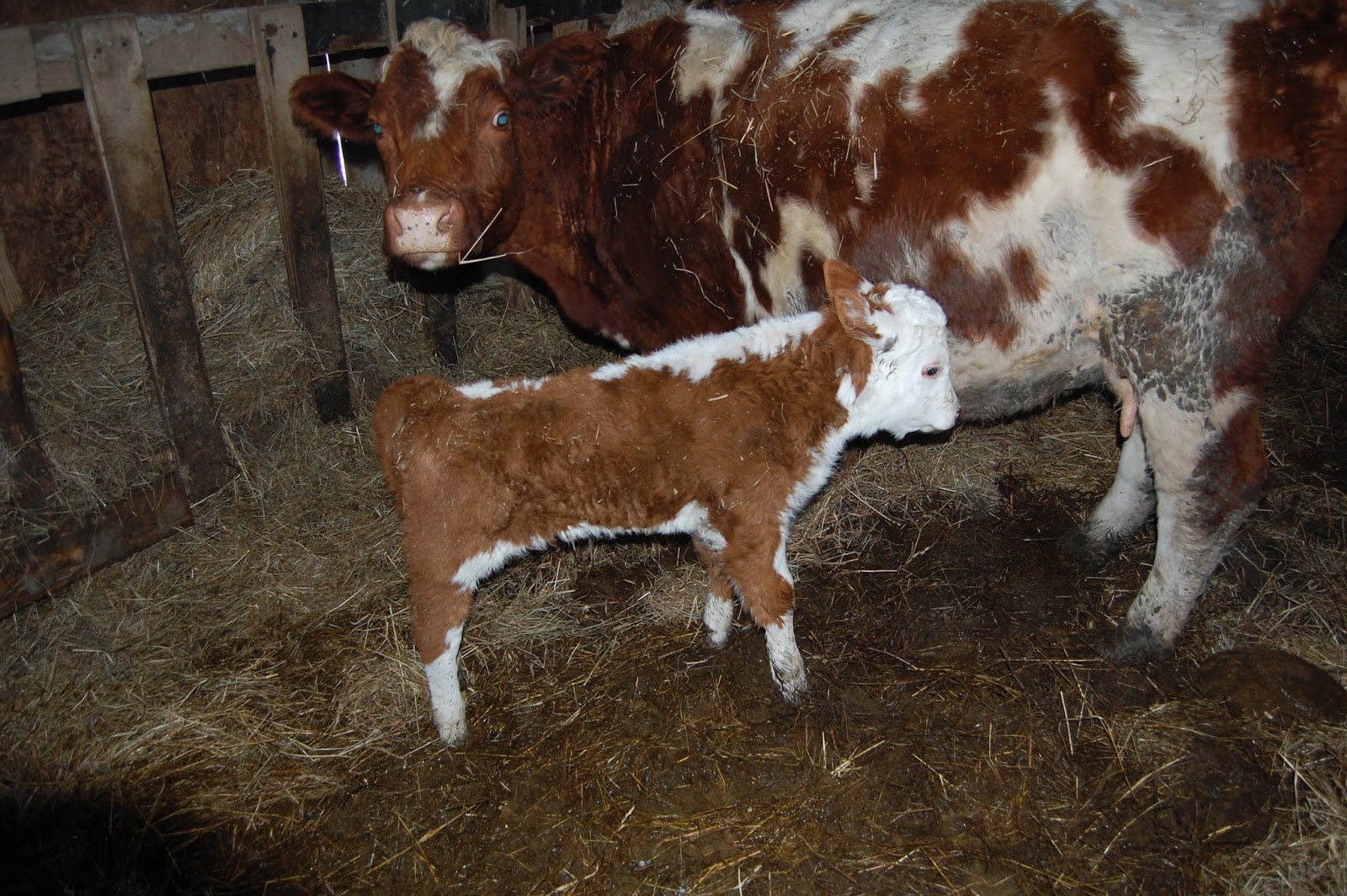 The Road to Someday: Cow and Rabbit Pictures! ((New Calf!))