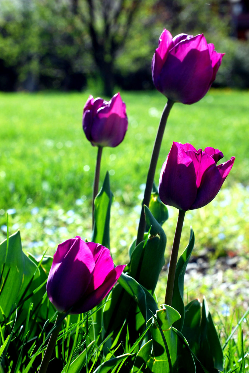 Il mondo in un giardino: Tulipani che passione!