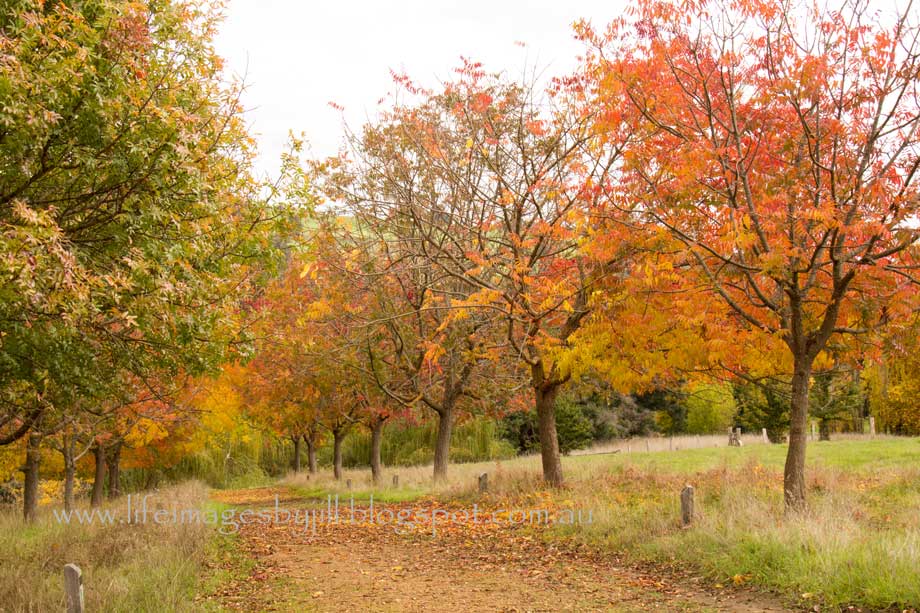 Life Images by Jill: Autumn in the Golden Valley Tree Park, Balingup ...