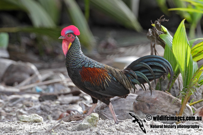 Origin of the Domestic Fowl: So what is a chicken anyway???