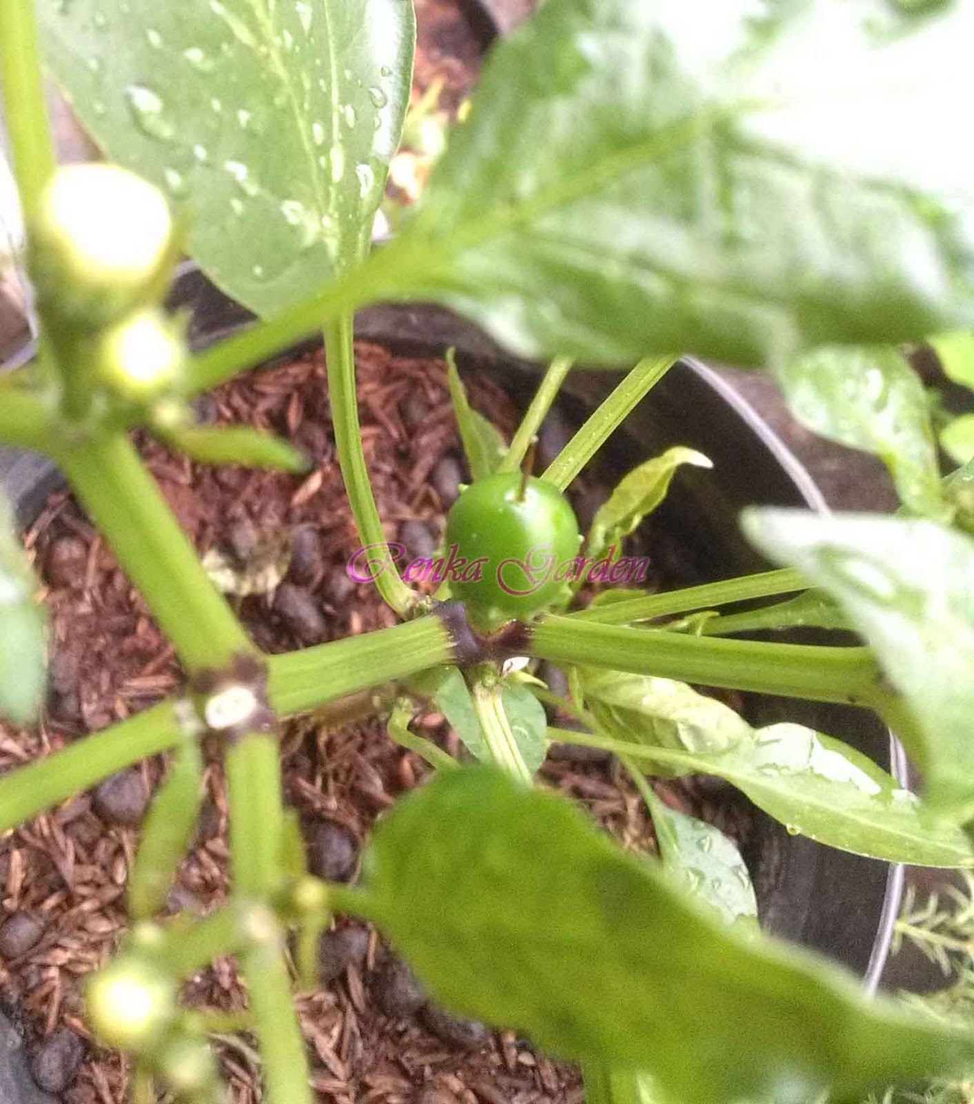 Buku harianQ: Cherry bomb, si cabe bulat