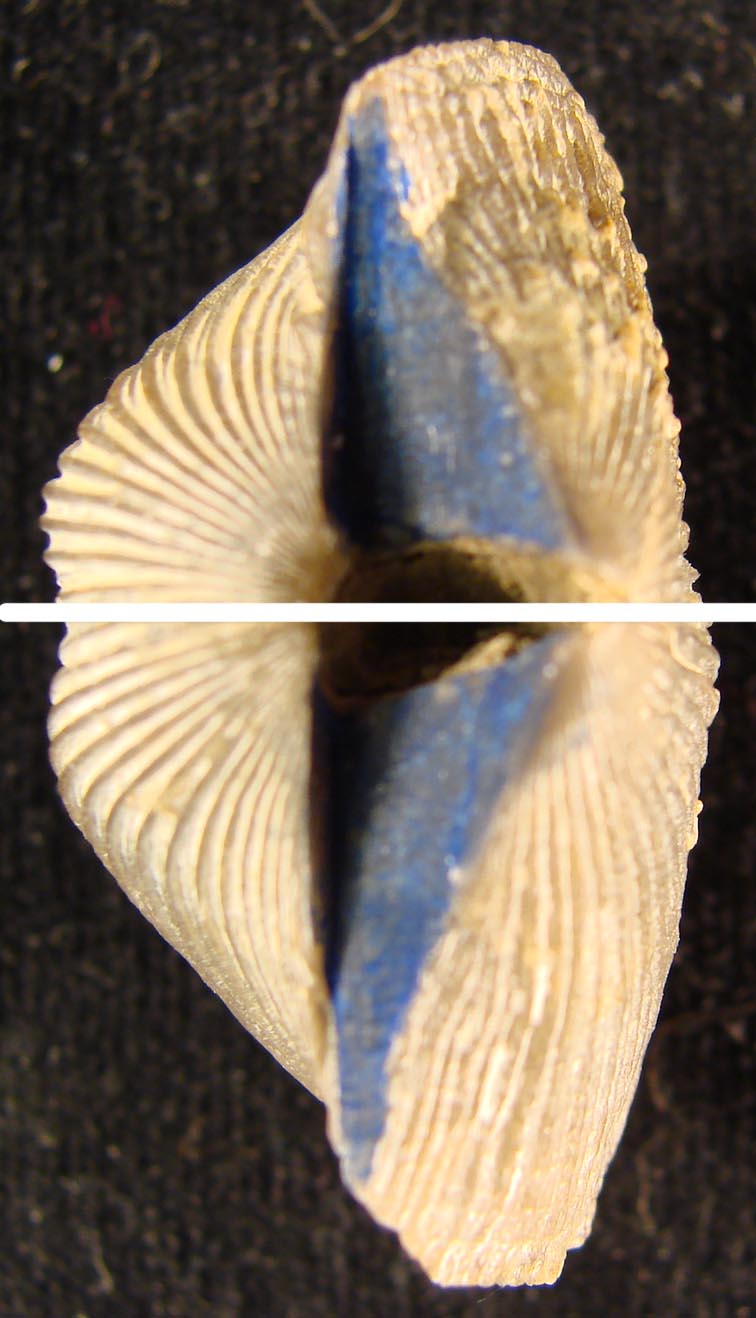 Spineless Wonders: Bivalves vs. Brachiopods: External differences