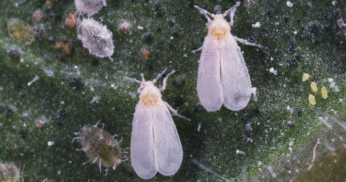 Controlling Garden Pests: Greenhouse Whitefly