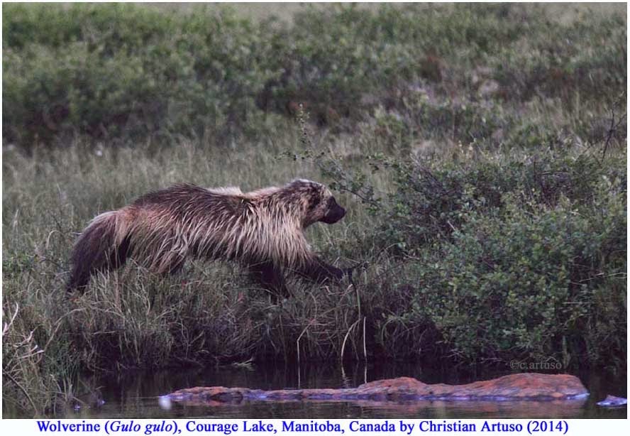 Christian Artuso: Birds, Wildlife: WOLVERINE!