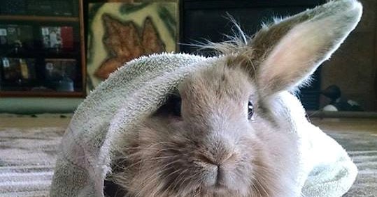 Disapproving Bun: Pedro, Get well soon!