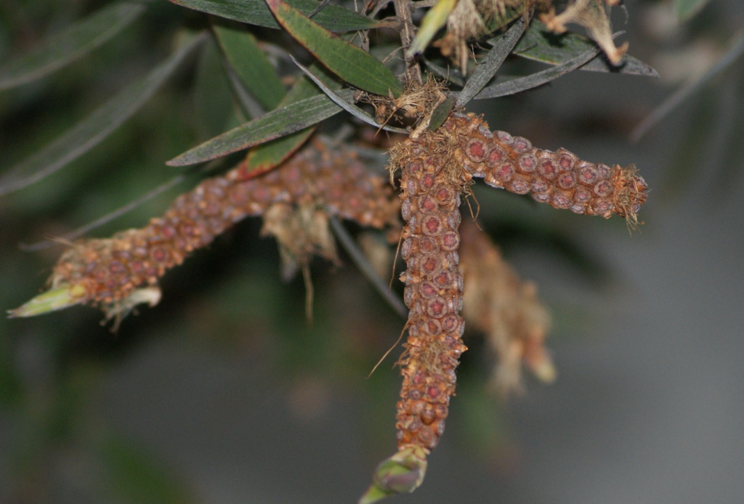 A photo, A thought............: Plant: Paperbark trees in California......