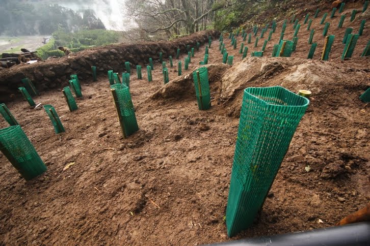 Sustainable Laurel Forest: Azorean Blueberry orchard installed in Furnas