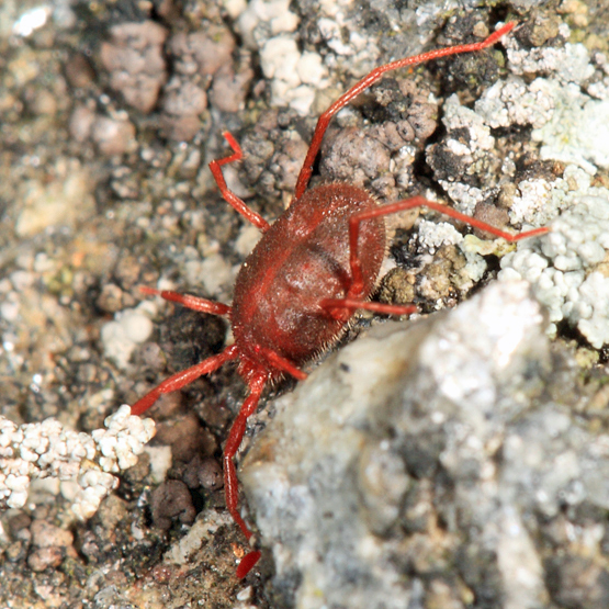 Variety of Life: Erythraeus