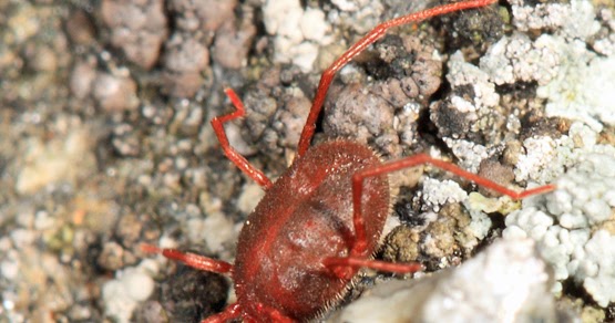 Variety of Life: Erythraeus