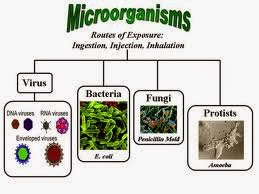 SCIENCE HHW (BIOLOGY): MICROORGANISMS- FRIENDS OR FOES
