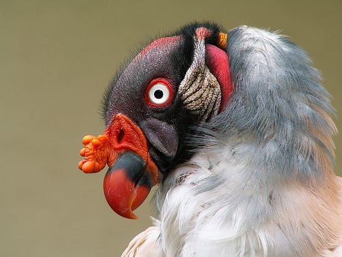 Rey de los Zopilotes (Sarcoramphus papa)