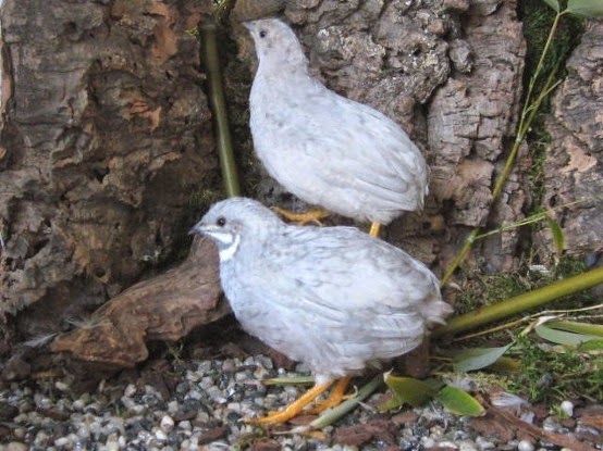 Mi aviario en casa: Codorniz china