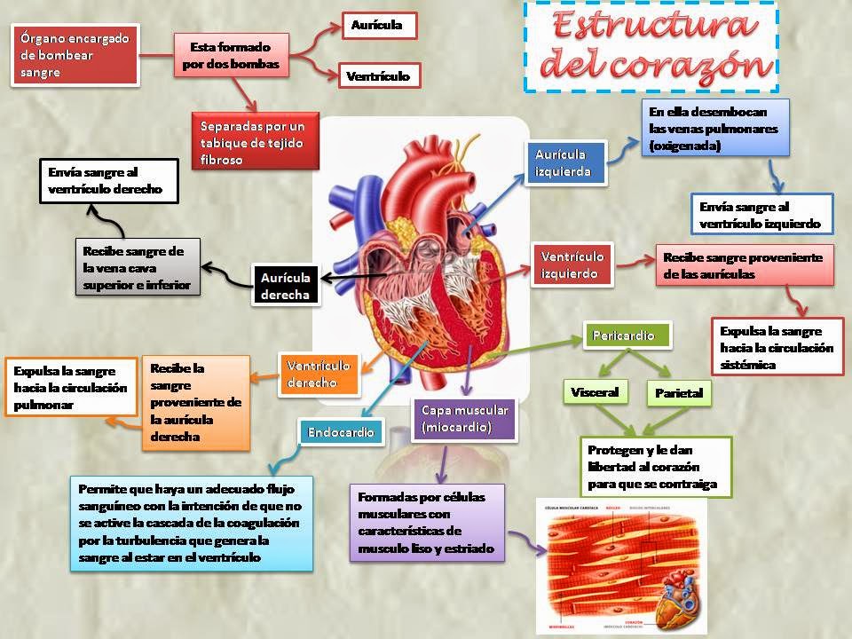 Blog de Fisiología Básica de Rogelio Eduardo Enriquez Lopez : Corazón