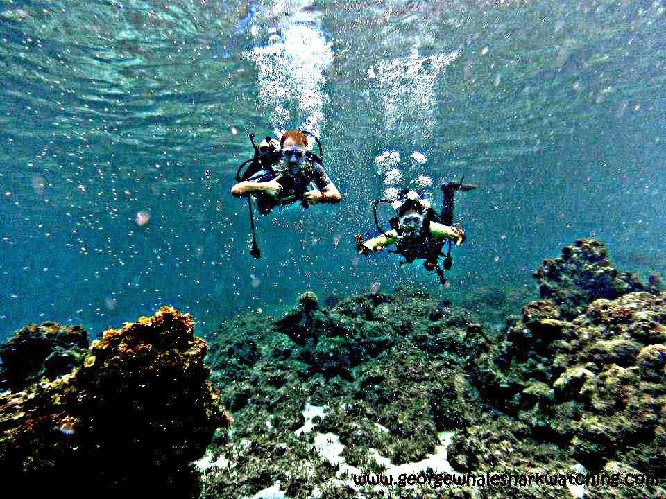 Oslob Whalesharks: OSLOB PACKAGE TOUR FROM A DIRECT RESORT RESERVATION