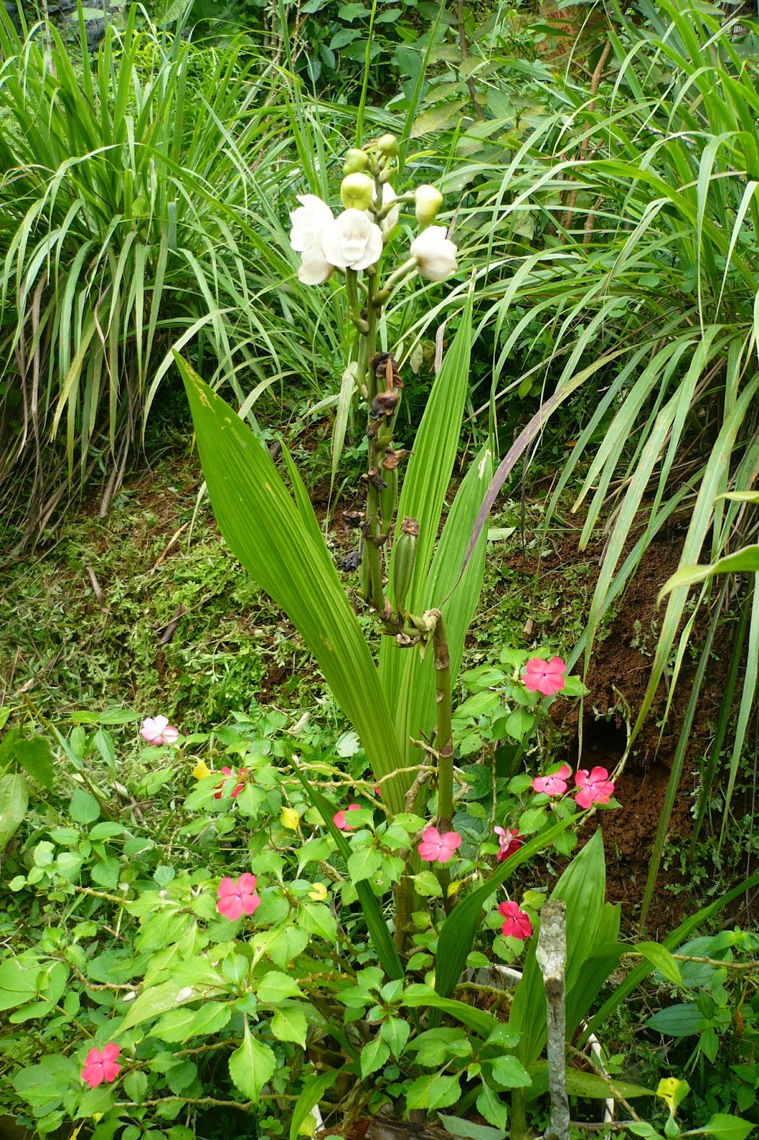 Flor Del Espiritu Santo.