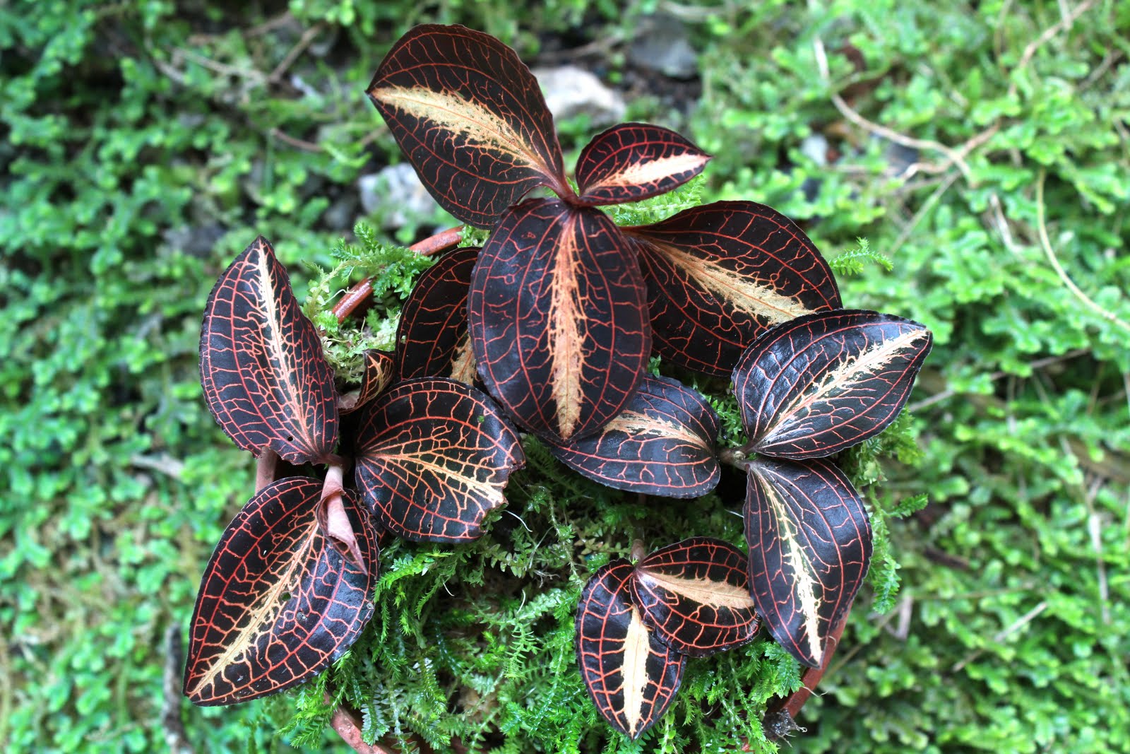 Triang Botanical Valley: Jewel Orchid 2 - Anoectochilus roxburghii ...