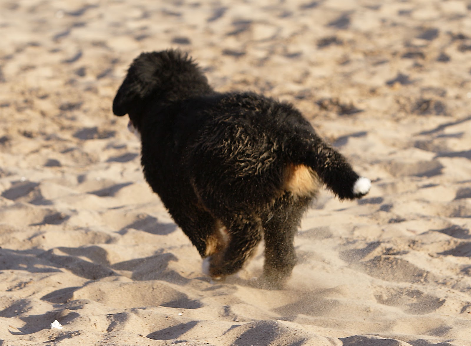 Puppy Dog Tails puppy-dog-tails