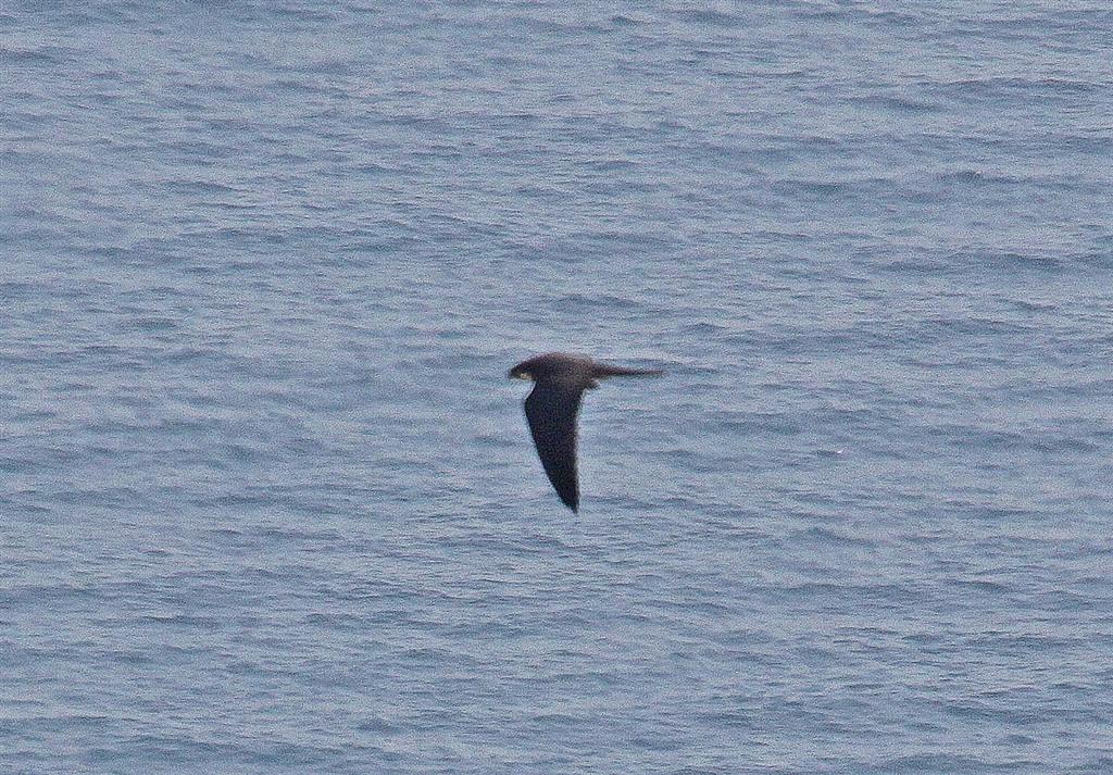 Michael Foley: Bird Photographs 2010-plus ©: Cyprus birds - Spring 2013