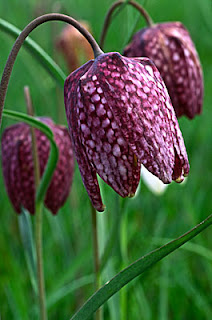 Photography: Andy Small