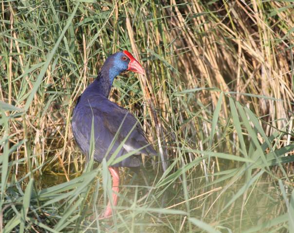 rapaces diurnas de cataluña: el ave del barça(calamon)y los cuidados ...