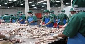 CUT FISH PROCESSING, Projects Food Processing Industry, SEAFOOD ...