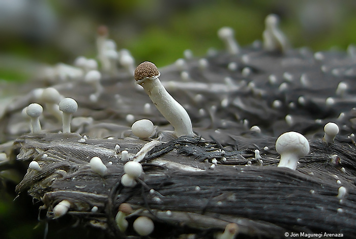 HONGOS DE AMERICA Y OTROS CONTINENTES: FAMILIA: Onygenaceae. GENERO ...