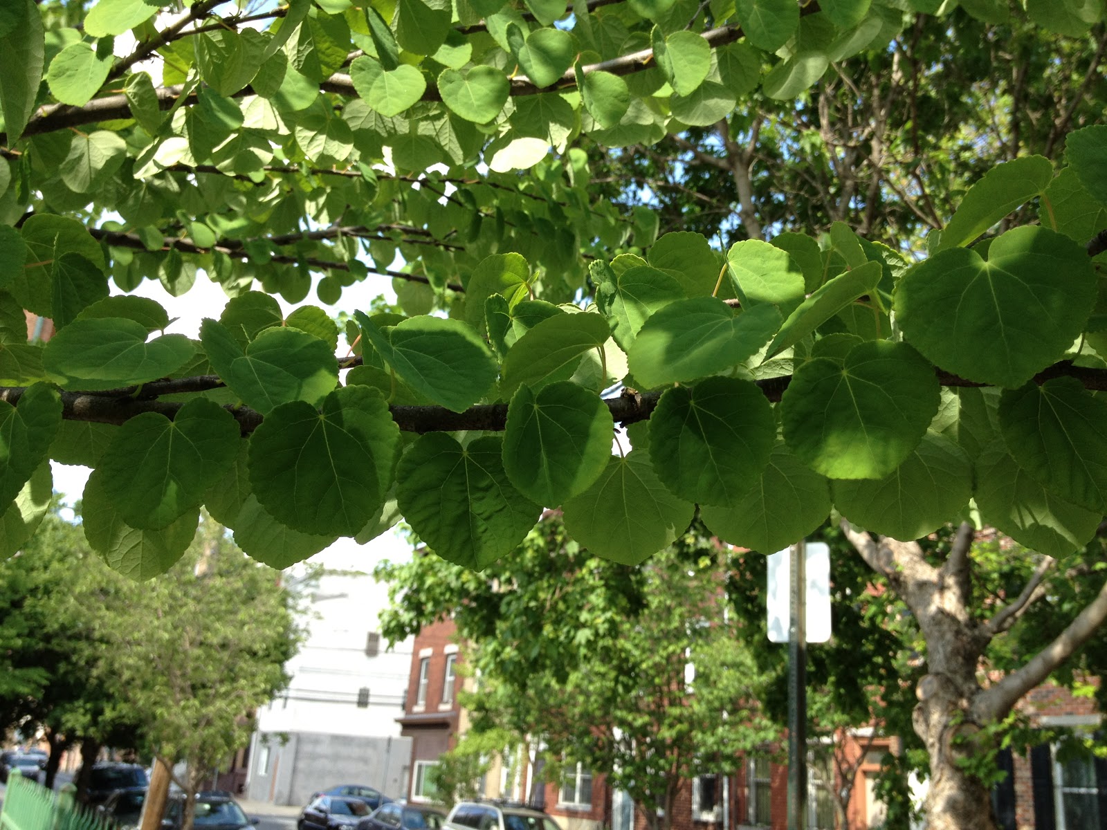 PHILLY TREES: PATTERNS: A KEY TO NAMING THE TREES