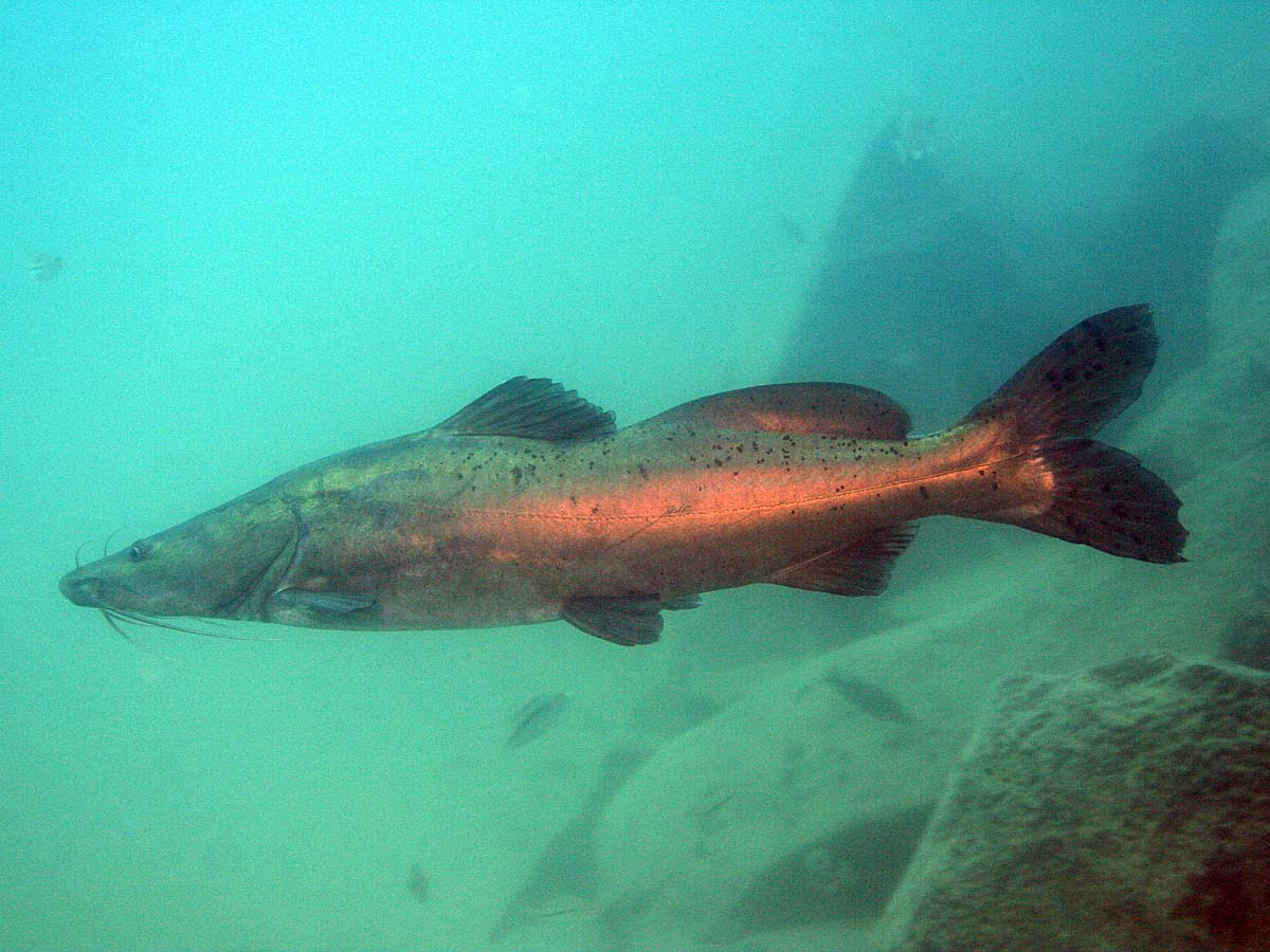...ruessbrugg retour ond es bizzli meh...: Malawi - Fische im Lake Malawi