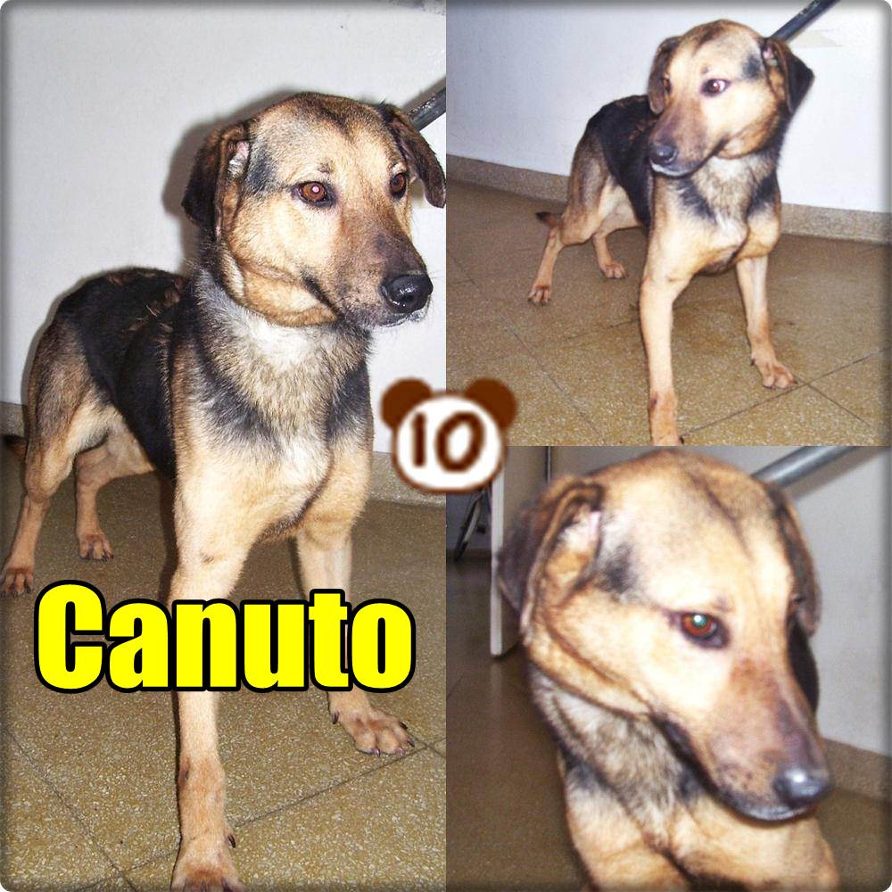 PROTECCIONISTAS DE SAN FERNANDO: PERROS en ADOPCIÓN