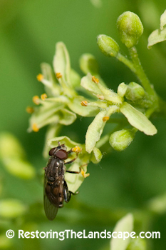 Restoring The Landscape With Native Plants: Wafer Ash Insect Visitors