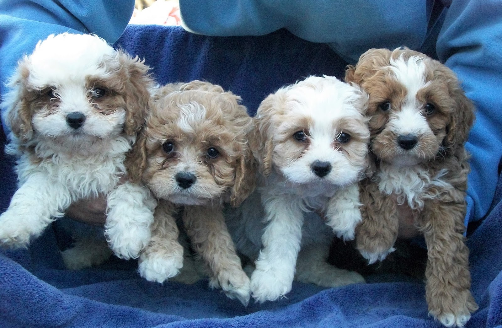 B & C Kennels: Cavapoos, Cavachons & Cavaliers