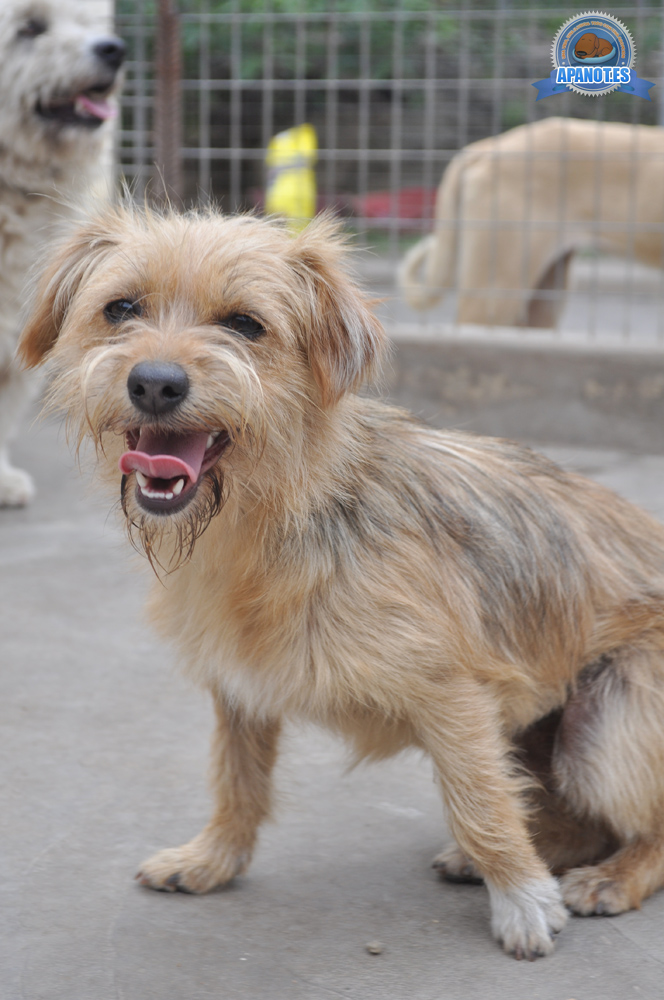 Galería de perros pequeños: MIMI