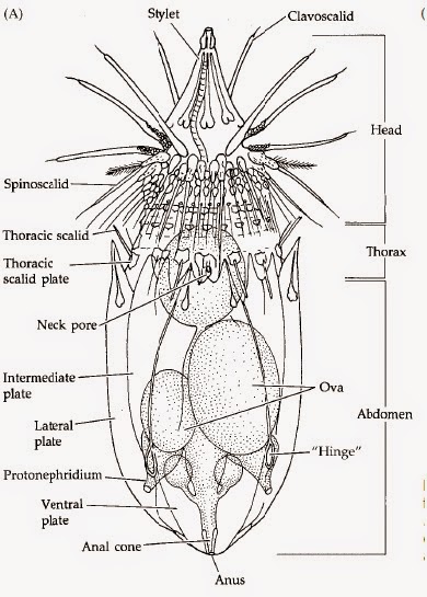 abril 2015 | Fernando Modesto Parra Pérez - Sección 2
