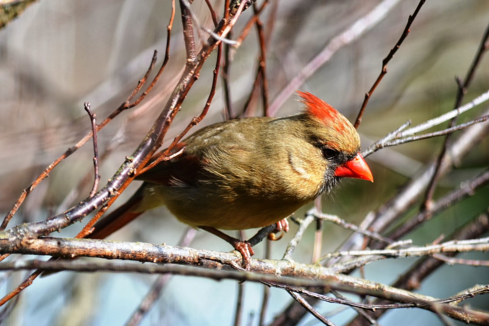 It's All About Purple: My Feathered Friends