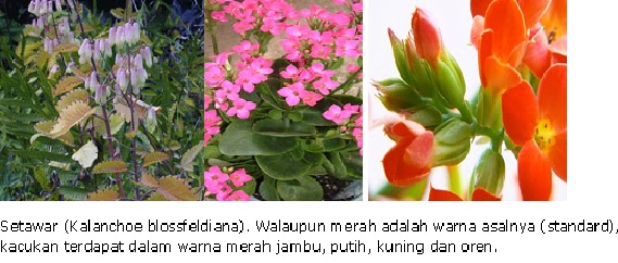 Herba & Tumbuhan: Setawar Bukan Sekadar Diletak Didalam Buku