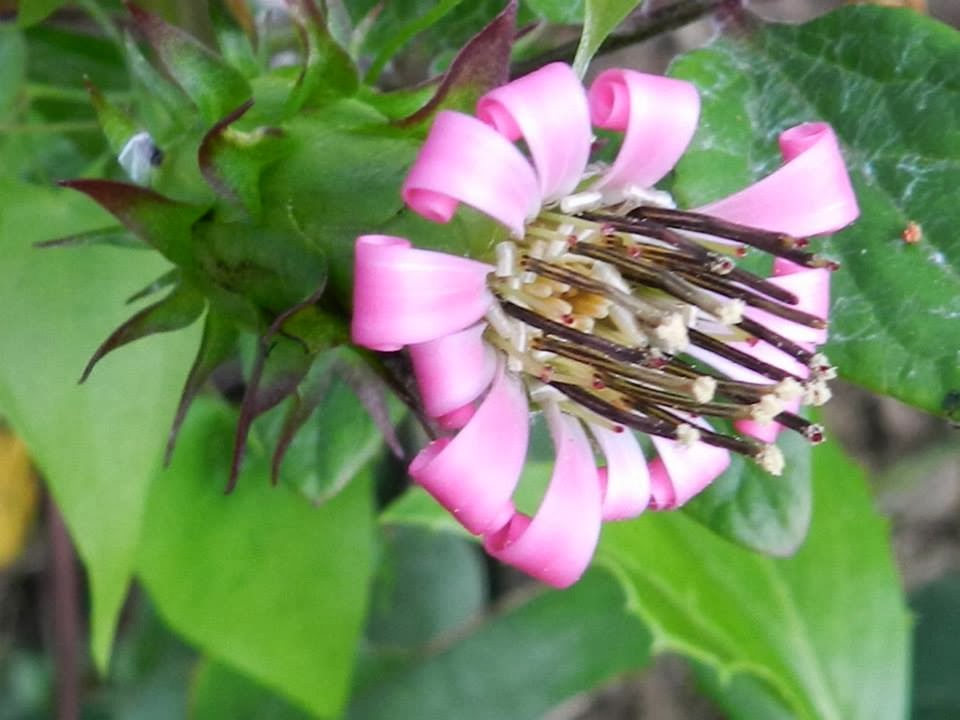 Sítio Panamar - Turismo Rural e Café Colonial - Pelotas,RS