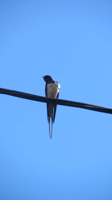 Dialektsamleren: Dagens ord: SVALE