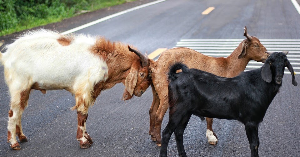 Goat Farming: Goat Diseases Information Guide