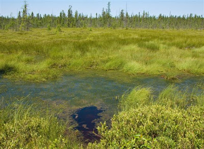 Adirondack Birds and Trails: Bloomingdale Bog--A Boreal Bird Hotspot