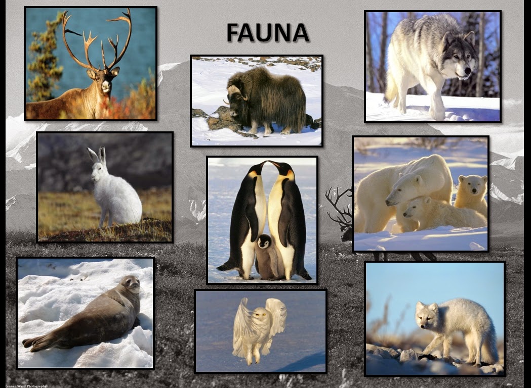 Naturaleza: La región Natural más fría del Mundo.